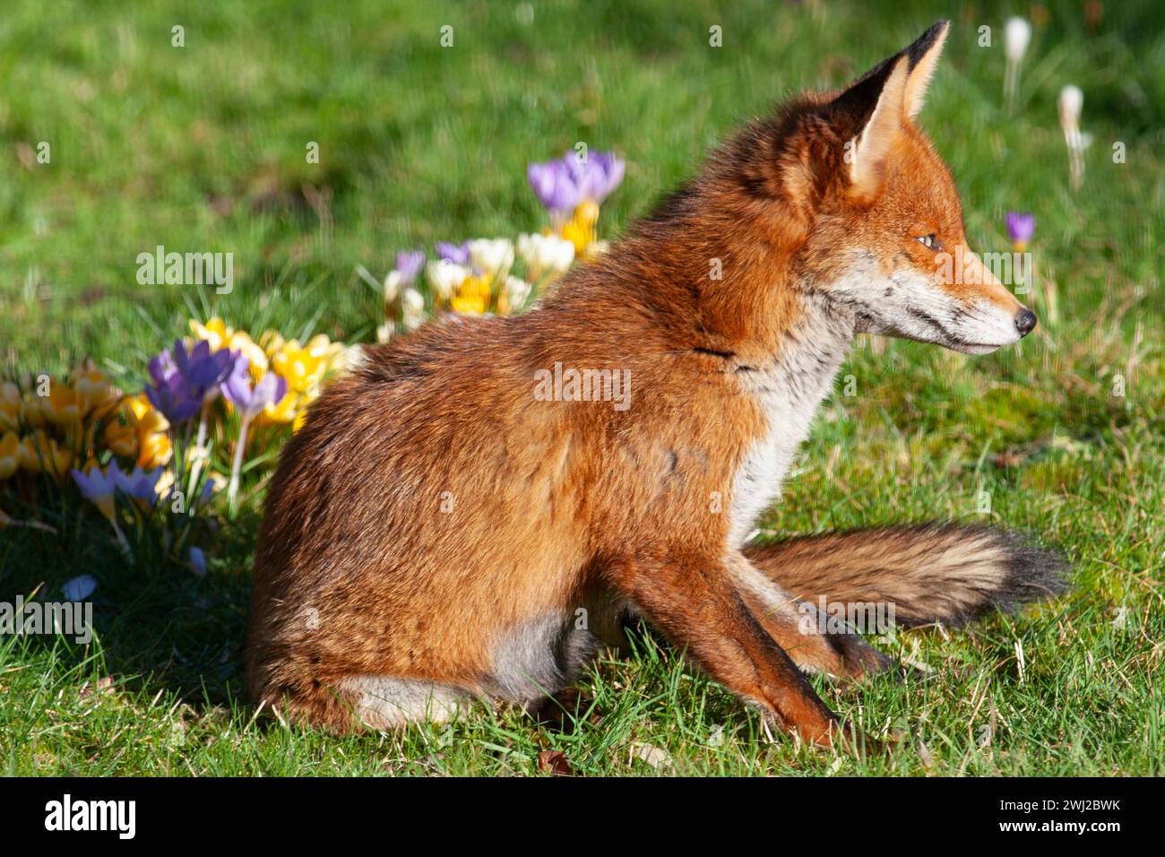 UK weather, London, 12 February 2024: A female red fox in a garden in ...