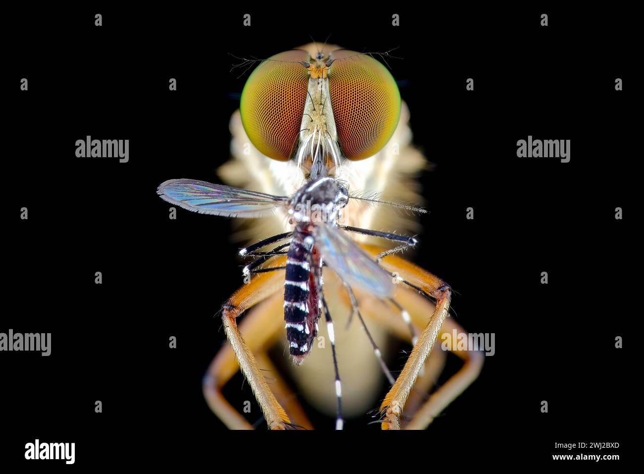 Yellow robber fly with prey hi-res stock photography and images - Alamy