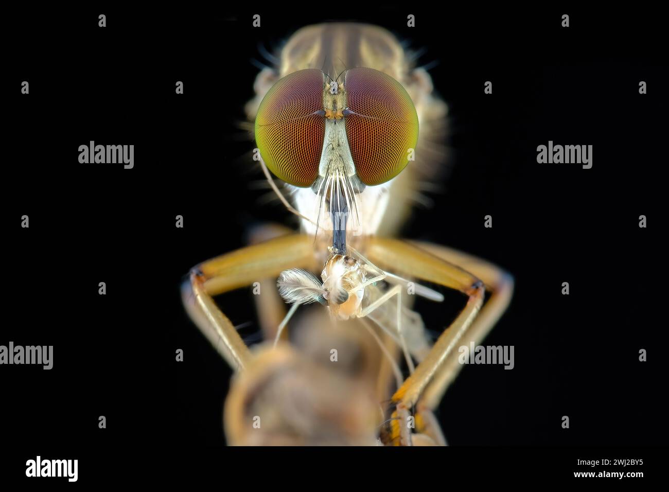 Yellow robber fly with prey hi-res stock photography and images - Alamy