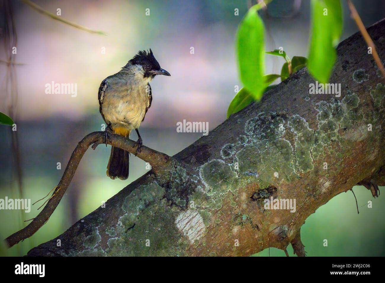 Nyanyian hi-res stock photography and images - Alamy