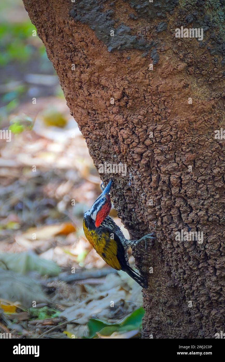 The common flameback (Dinopium javanense Stock Photo - Alamy
