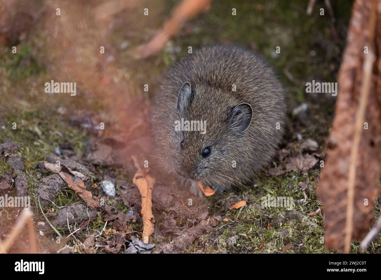 Sikkim Pika, Moupin Pika, Lungthung, Ochotona sikimaria, Sikkim, India ...