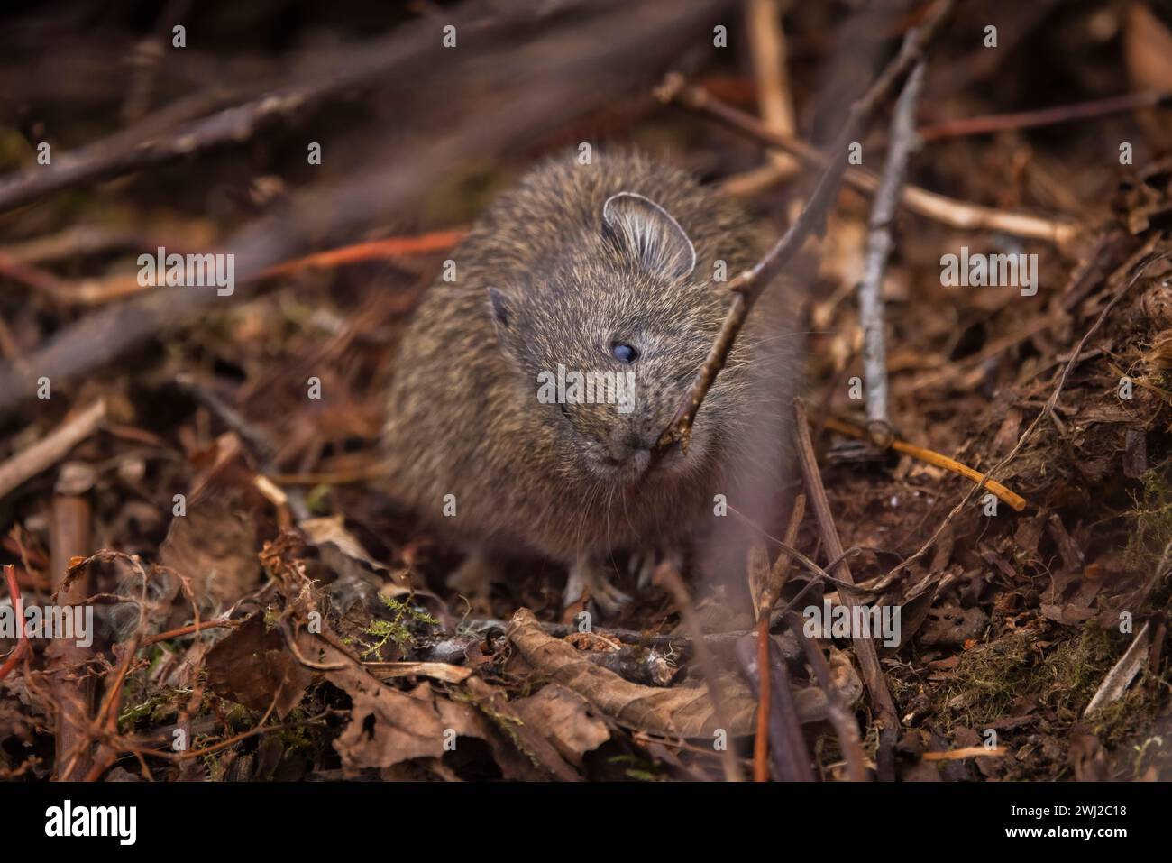 Lungthung hi-res stock photography and images - Alamy