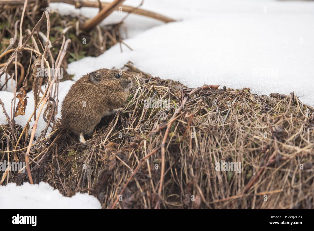 Lungthung hi-res stock photography and images - Alamy