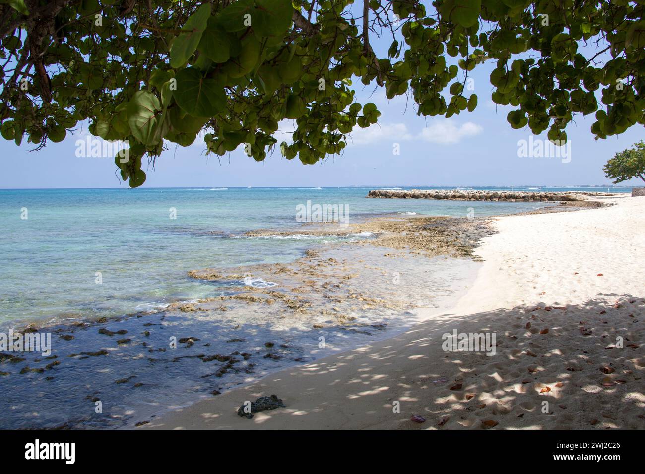 The view of Seven Mile Beach partially under the tree on Grand Cayman ...