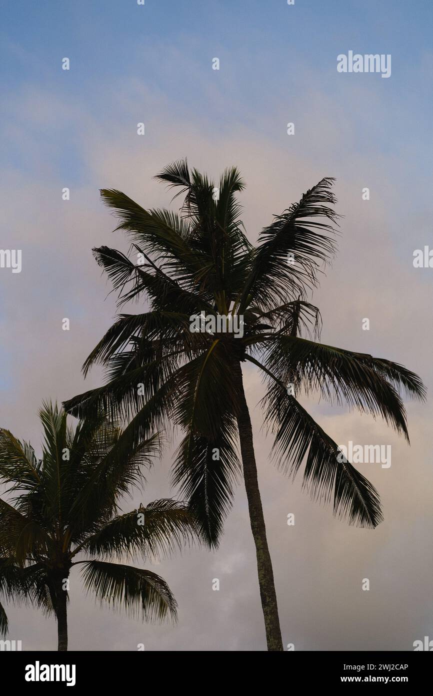 Vibrant close up palm trees hi-res stock photography and images - Alamy