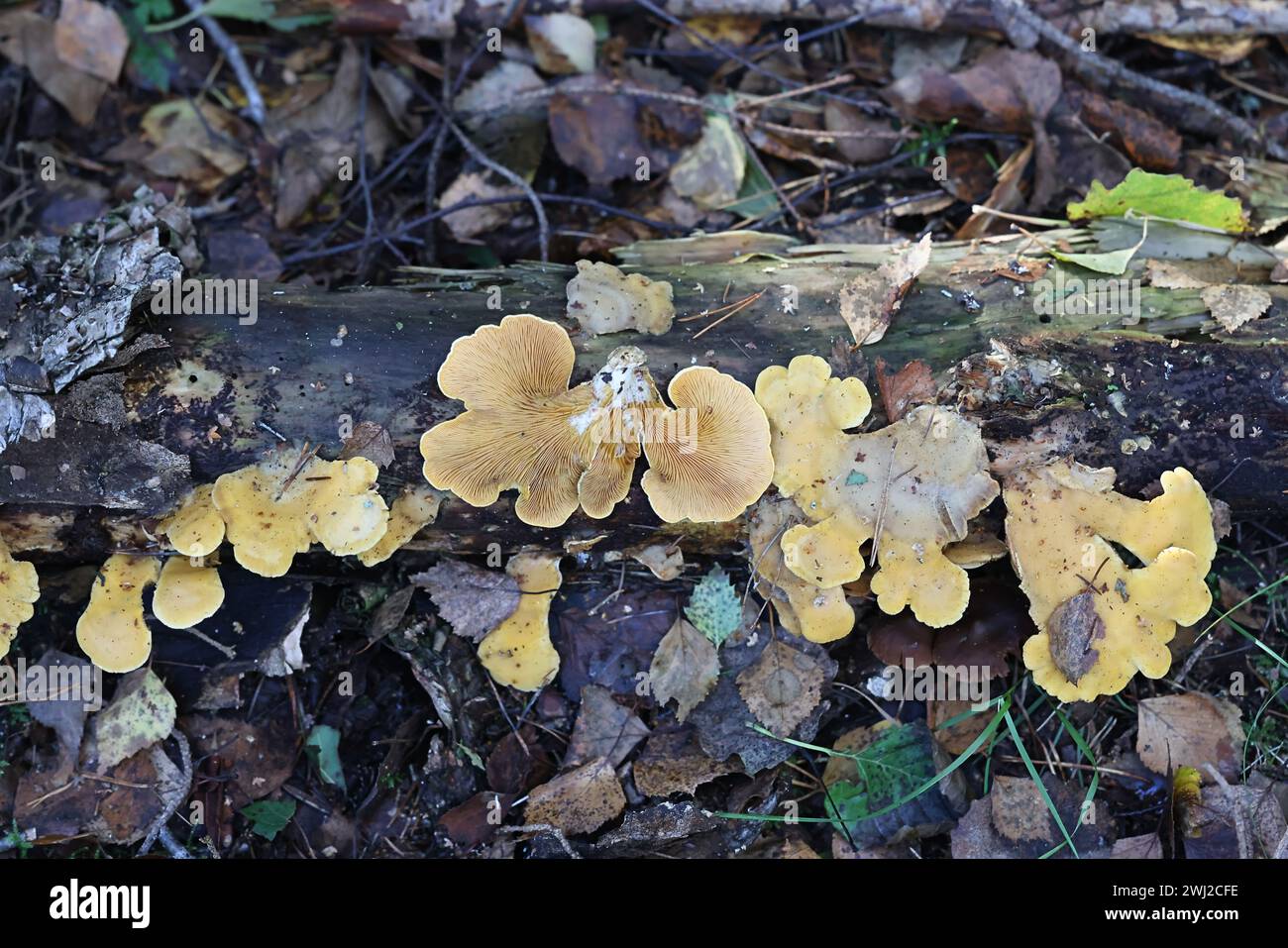Paxillus panuoides hi-res stock photography and images - Alamy