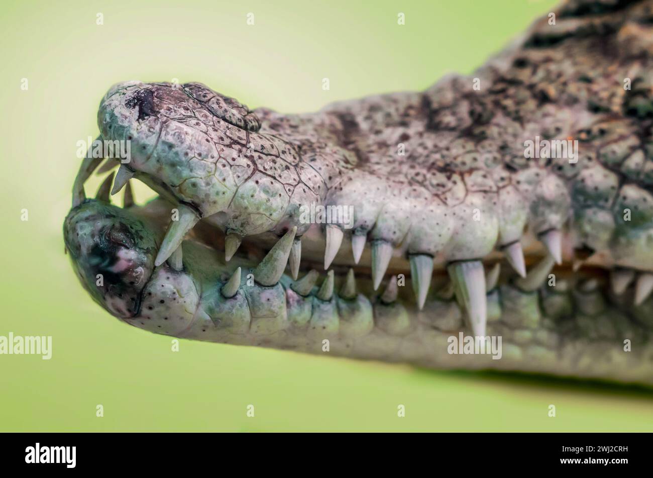 Open mouth of a crocodile with sharp fangs close up Stock Photo - Alamy