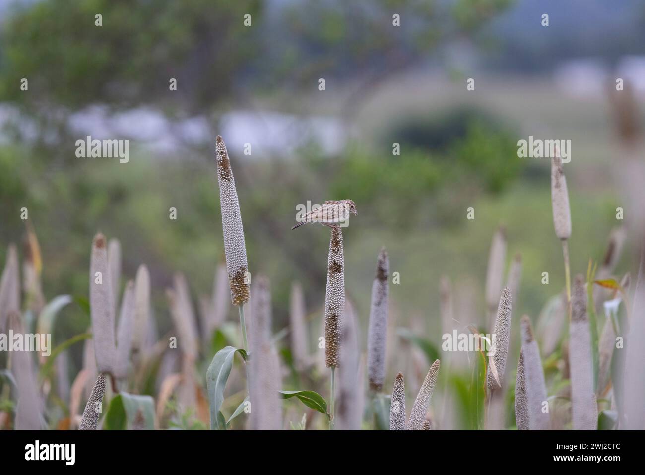Singing Bushlark, Mirafra cantillans, Bajra field, Karnataka, India ...