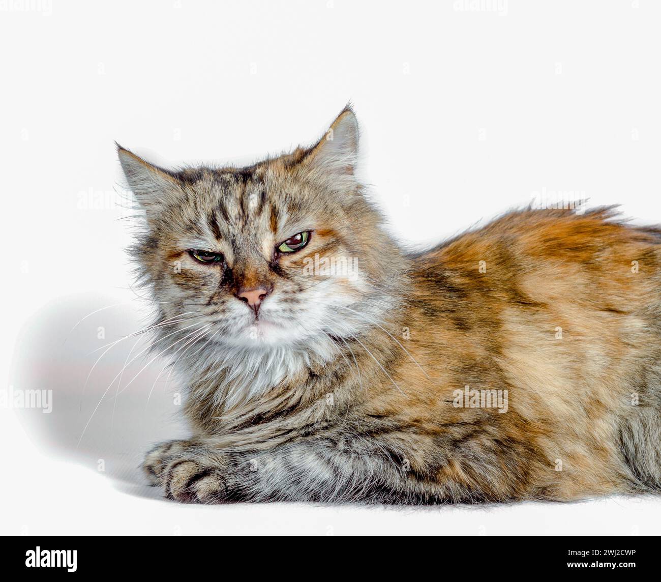 Angry cat on white hi-res stock photography and images - Alamy