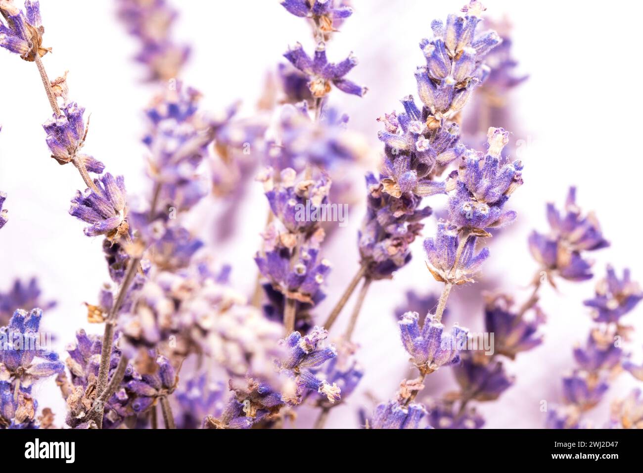 The image captures a detailed and up-close perspective of delicate ...