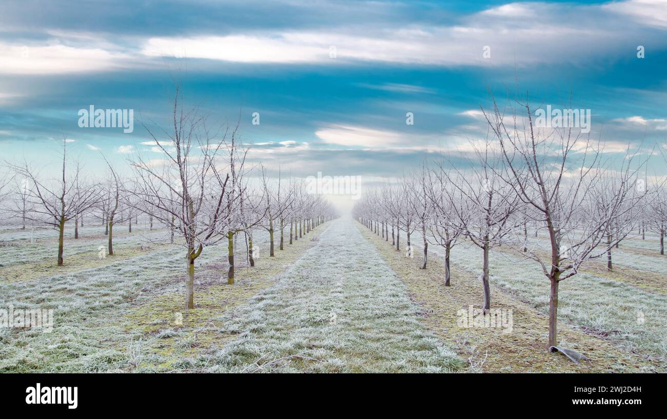 Plantation of fruit plum trees with beautiful sky background. plum ...