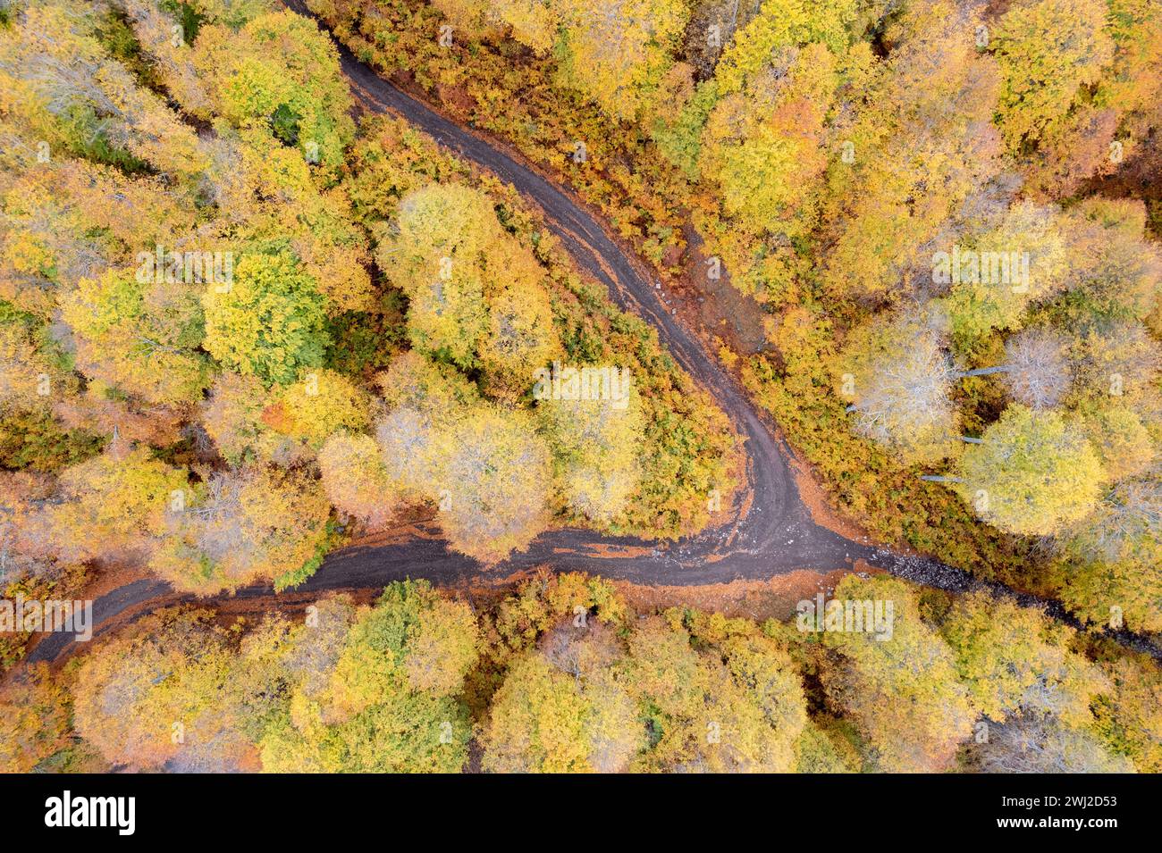 Aerial woodland fall road hi-res stock photography and images - Alamy