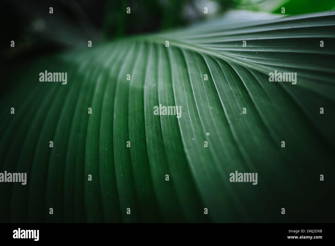 Large leaf highlights hi-res stock photography and images - Alamy