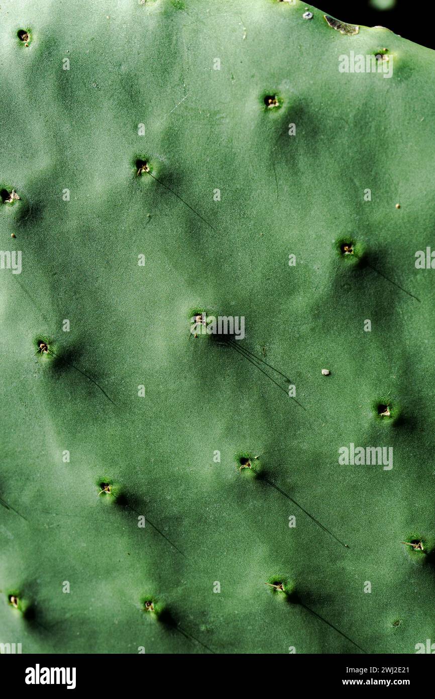 Cactus textures hi-res stock photography and images - Alamy