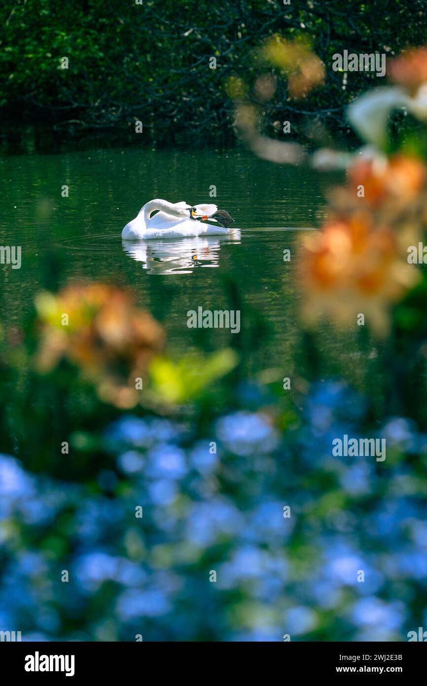 A swan floats in the pond as flowers bloom in St James’s Park, London ...
