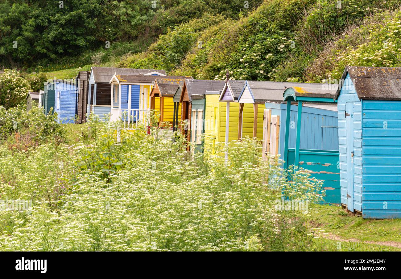 Colourful Beach huts in the dunes above Coldingham Beach, Coldingham ...