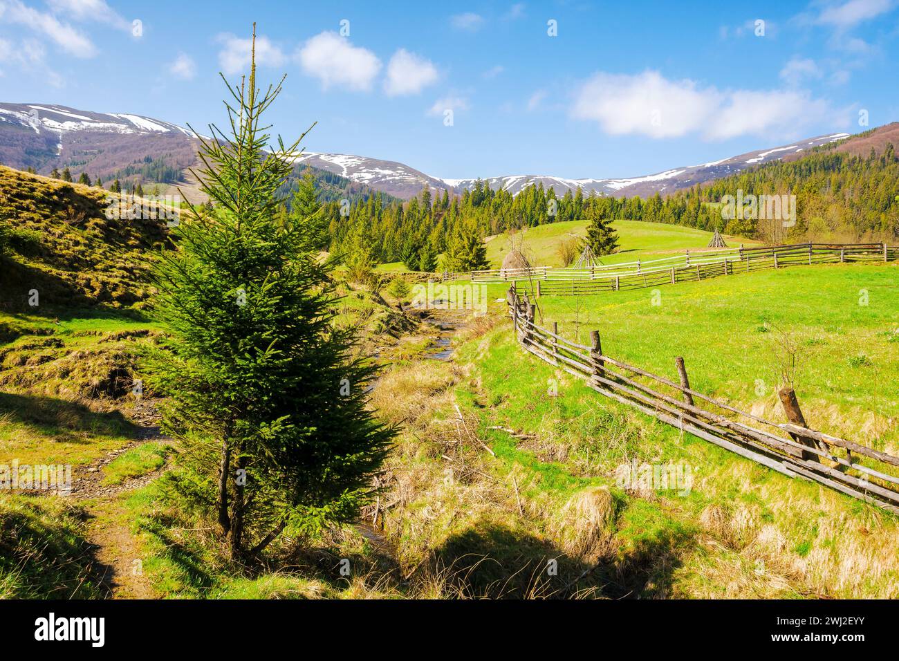 carpathian countryside scenery in spring. trees and grassy meadows on ...