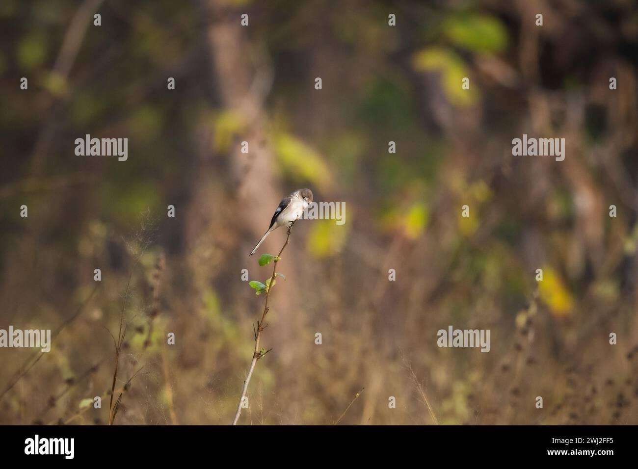 Small Minivet, Pericrocotus cinnamomeus, Panna Tiger Reserve, Madhya ...