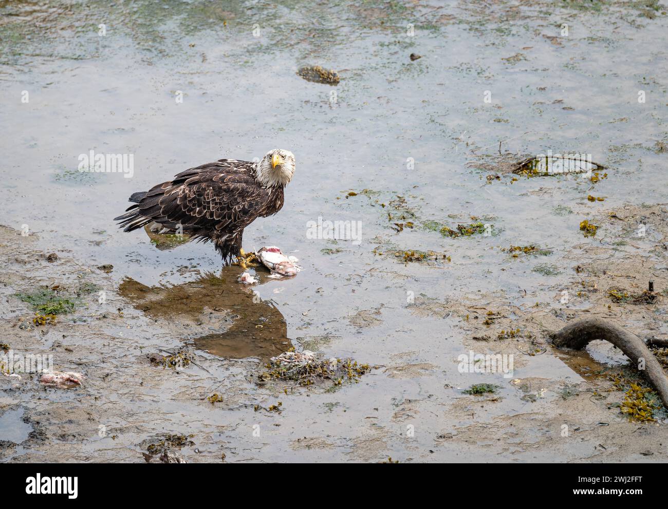 Bald Eagle eating discarded fish processing waste in Seldovia, Alaska ...