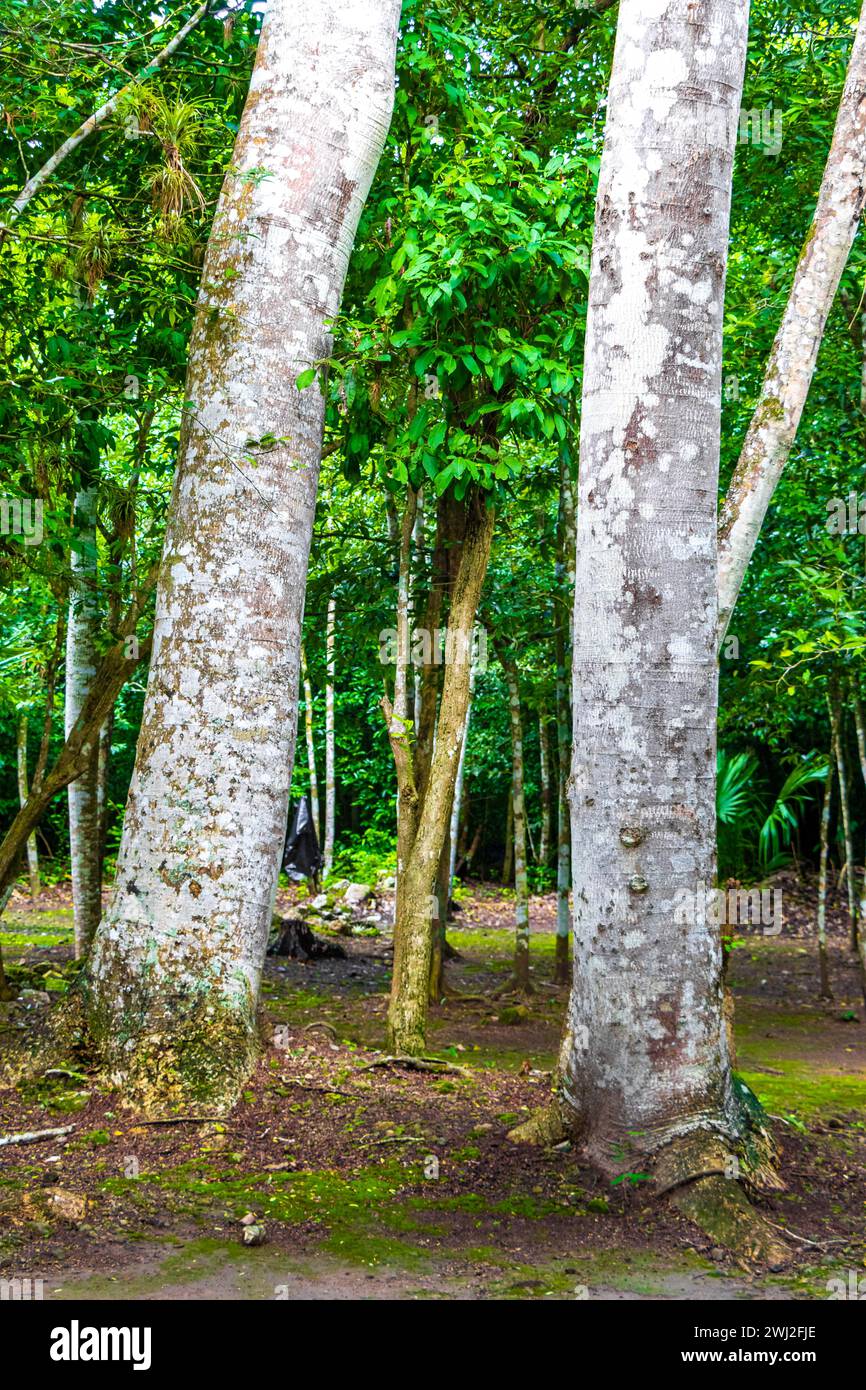 Tropical nature and tree trees plant in rainforest jungle in Coba ...