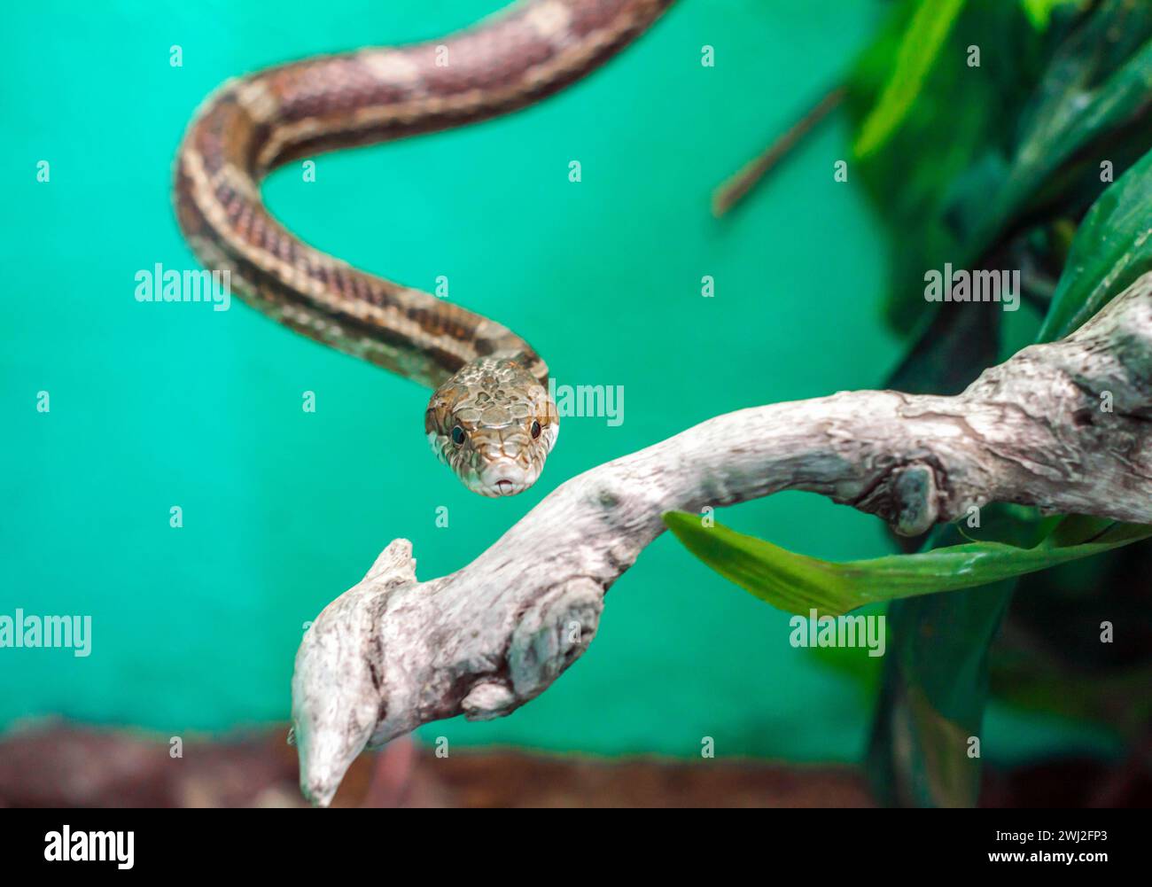 Head and eye of a snake hanging on a branch close up Stock Photo - Alamy
