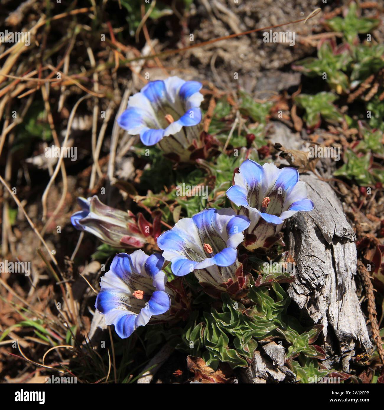 Gentiana Depressa, gentians growing in high altitude, Nepal Stock Photo ...