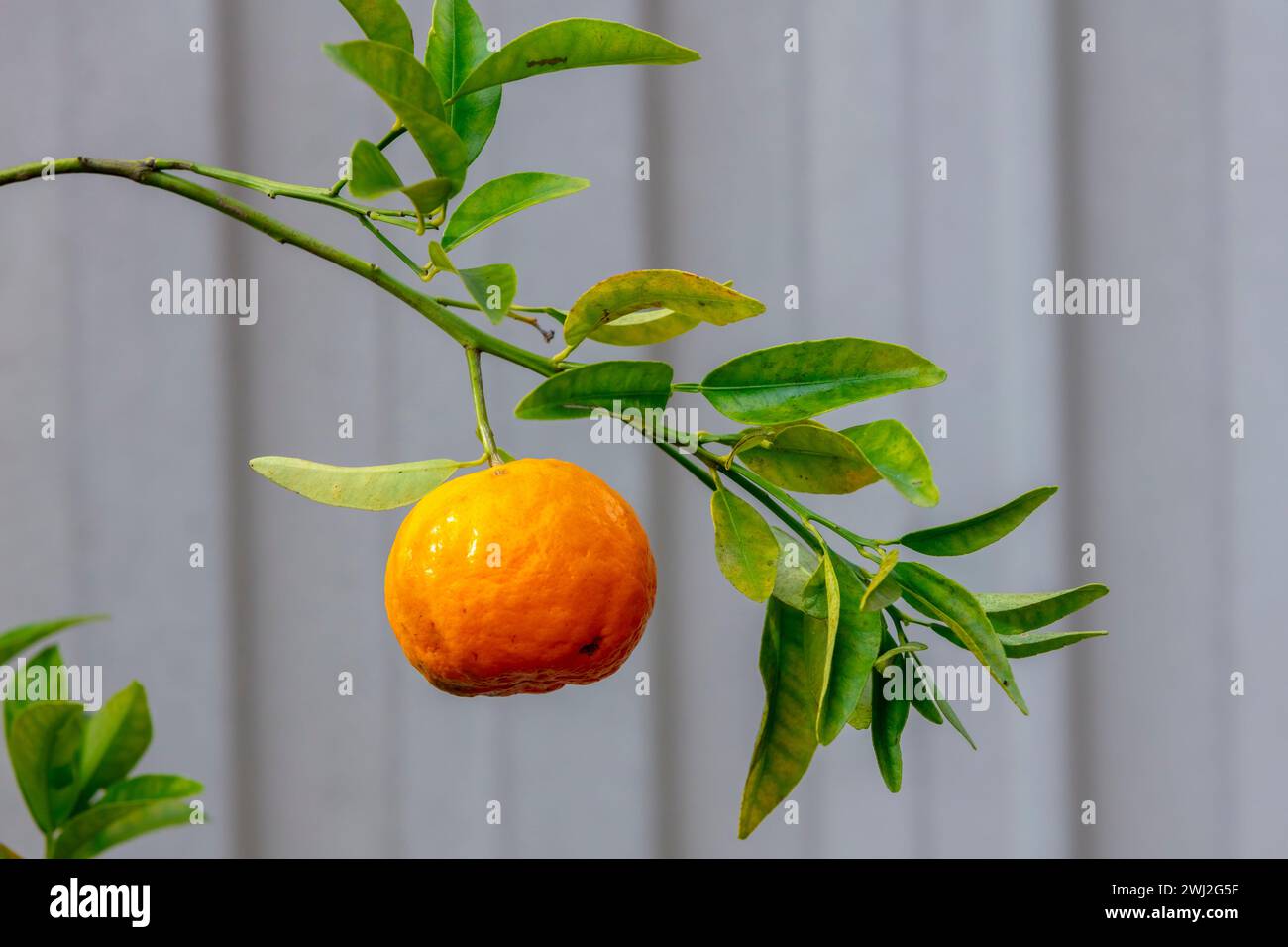 Photograph of orange colored Mandarins growing in a domestic garden in ...