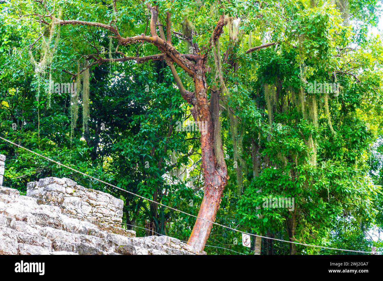 Tree roots tulum ruins hi-res stock photography and images - Alamy