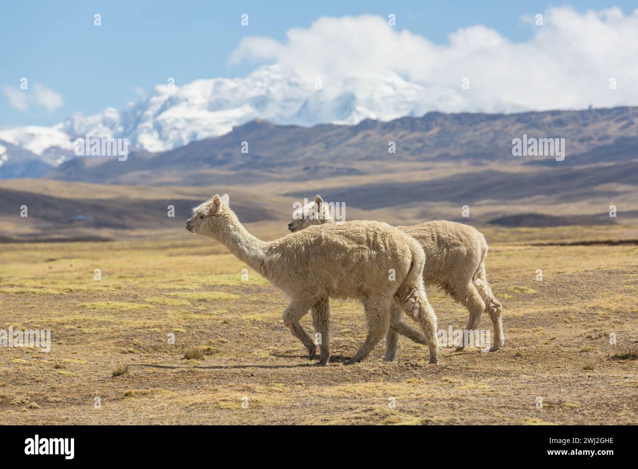 The alpaca (vicugna pacos), also known as the paco, is a type of camel ...