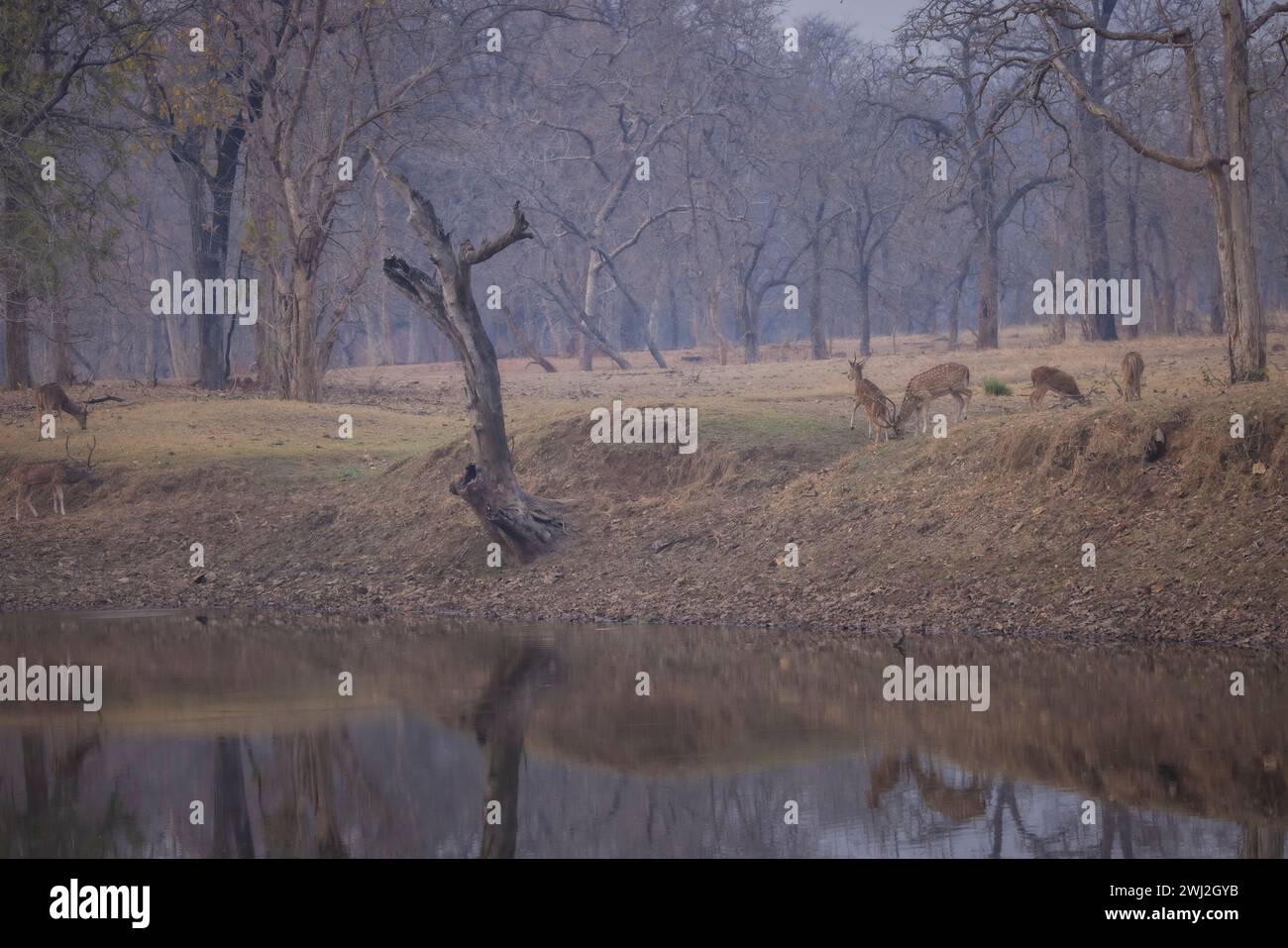 Spotted Deer, Axis axis, fawn, herd, Bandhavgarh National Park, Madhya ...