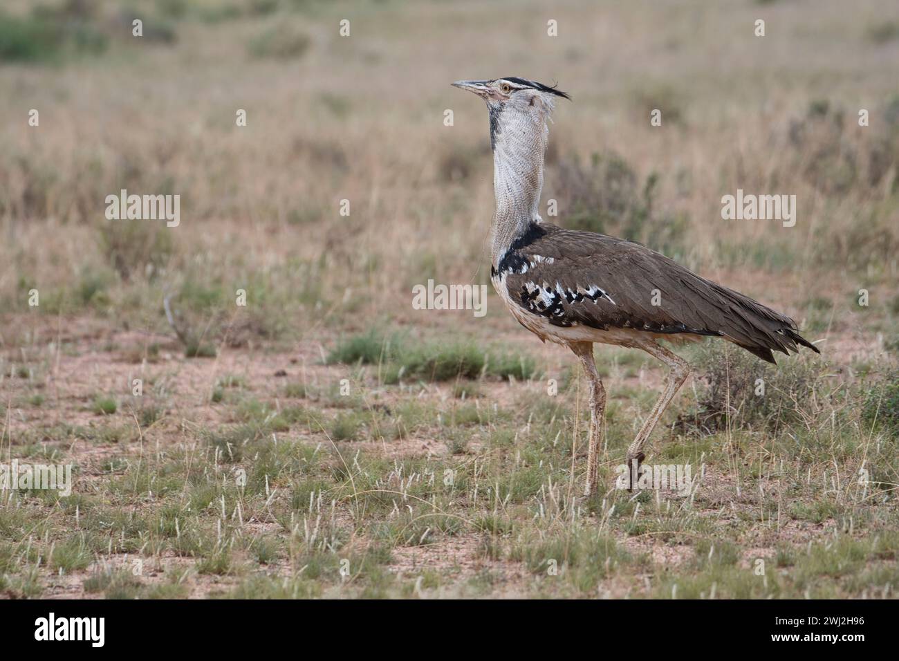 Kori bustard (Ardeotis kori), the adult male is Africa's heaviest ...