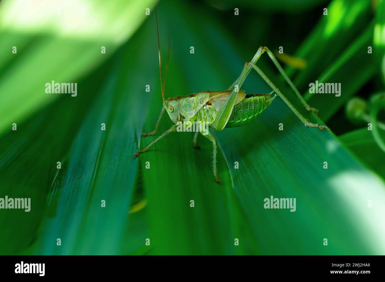 Female Nymph of a great green bush cricket sitting on leaf. long horned ...