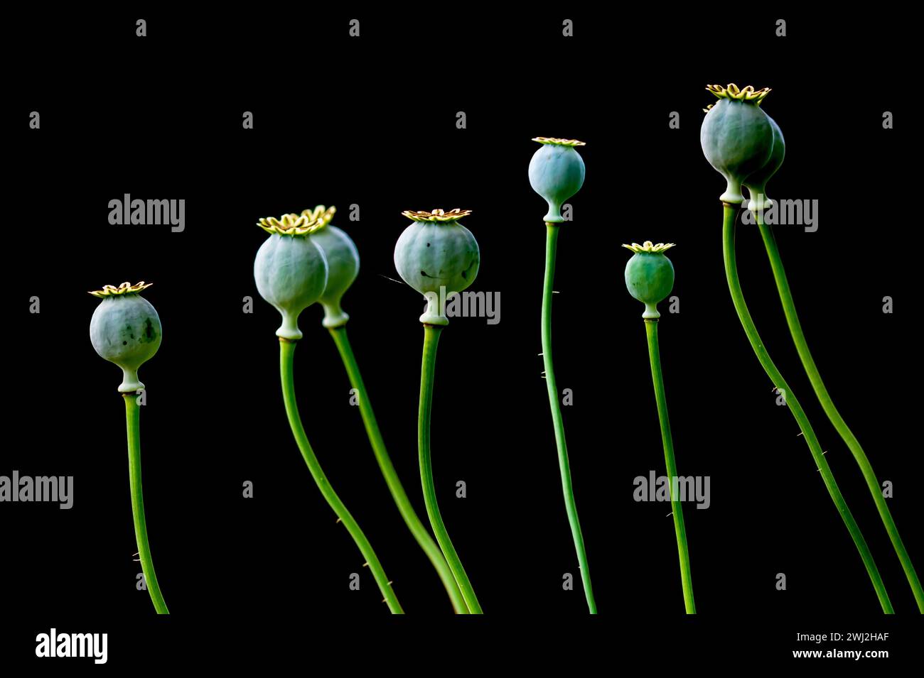 Poppy seed capsules hi-res stock photography and images - Alamy