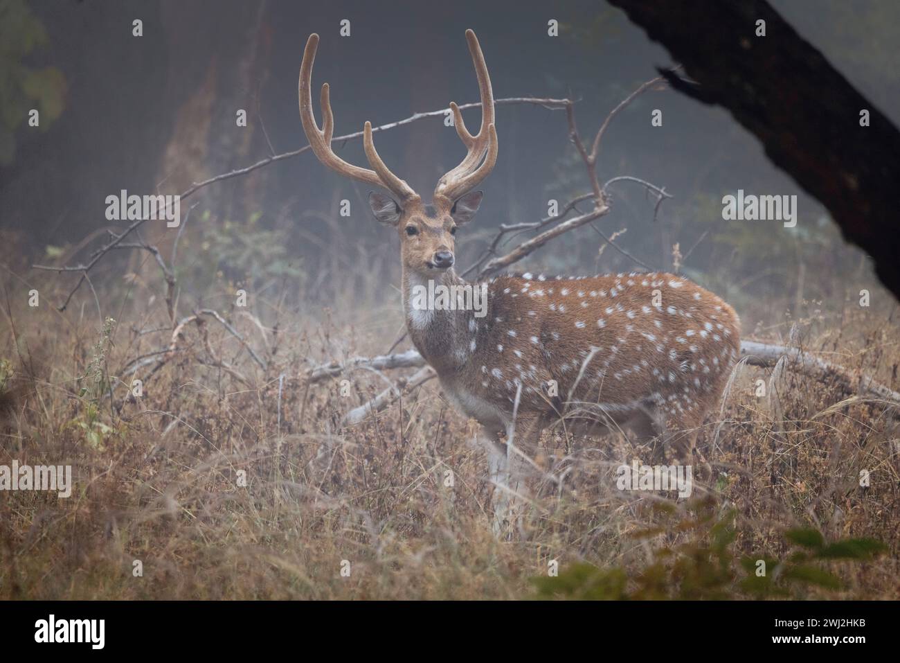 Spotted Deer, Axis axis, fawn, Panna National Park, Madhya Pradesh ...