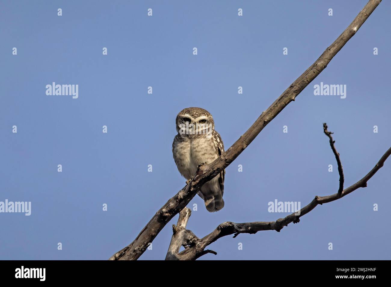 Tiger claw tree hi-res stock photography and images - Alamy