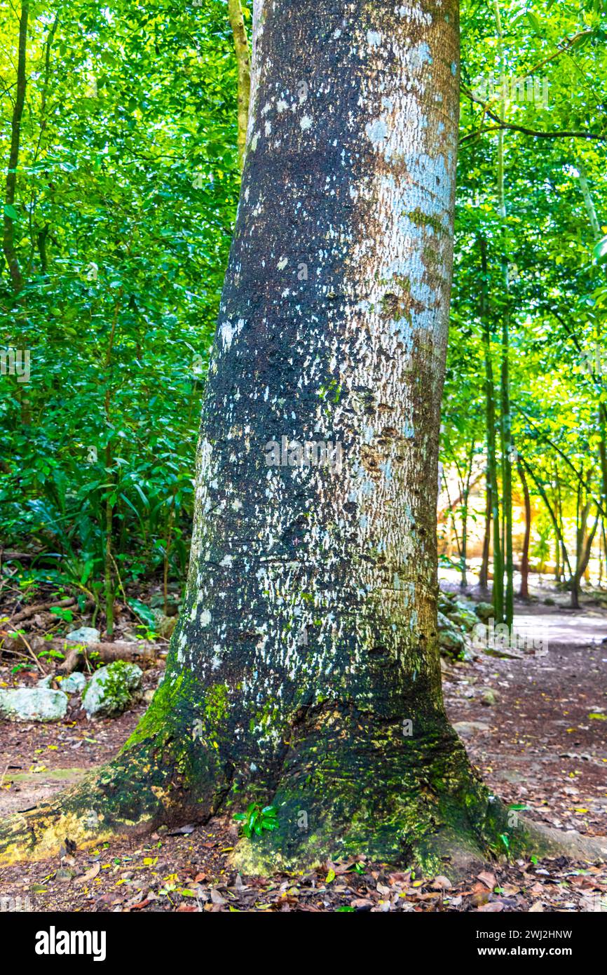 Giant tropical trees in the jungle rainforest at the Ruins in Coba ...