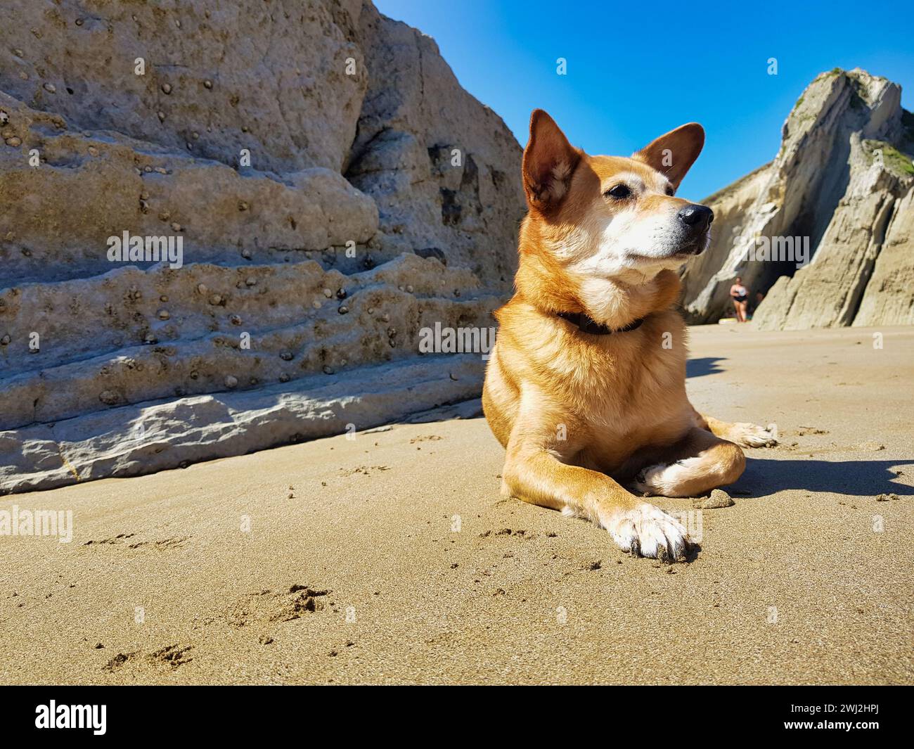 Dog on beach, photo as a background Stock Photo - Alamy