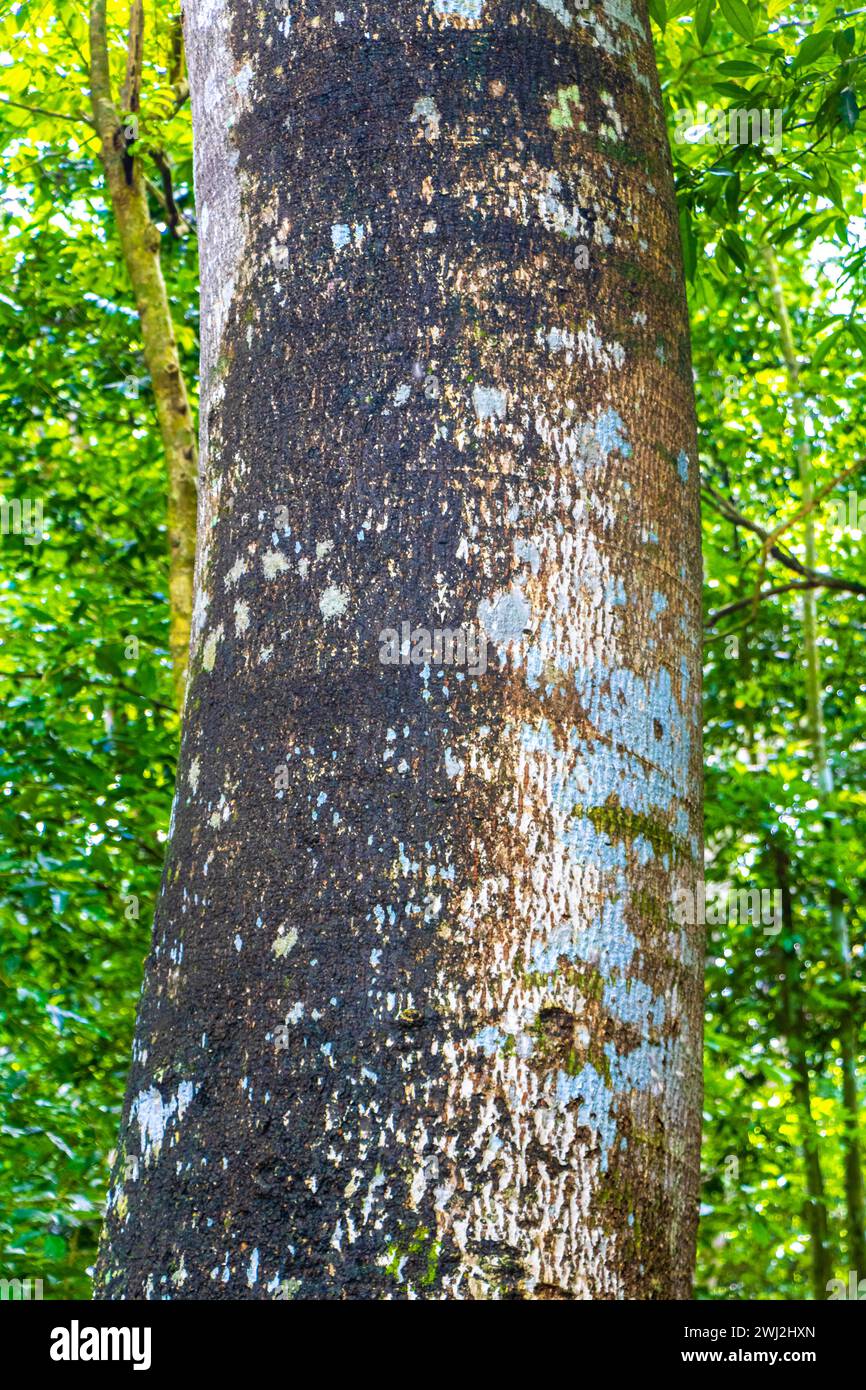 Giant tropical trees in the jungle rainforest at the Ruins in Coba ...