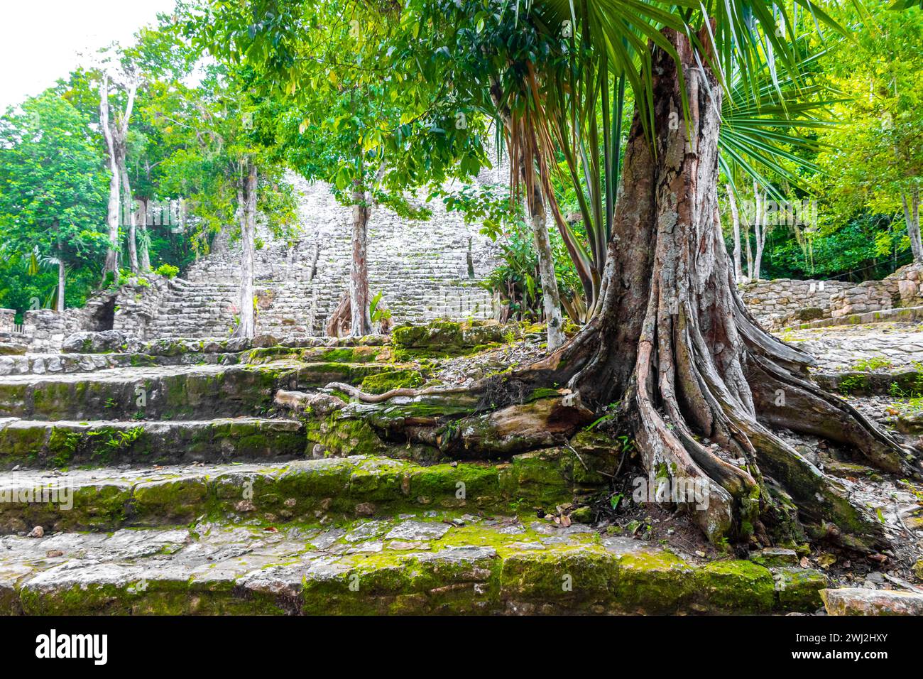 Sign fonts panel board and information at Coba Maya Ruins the ancient ...