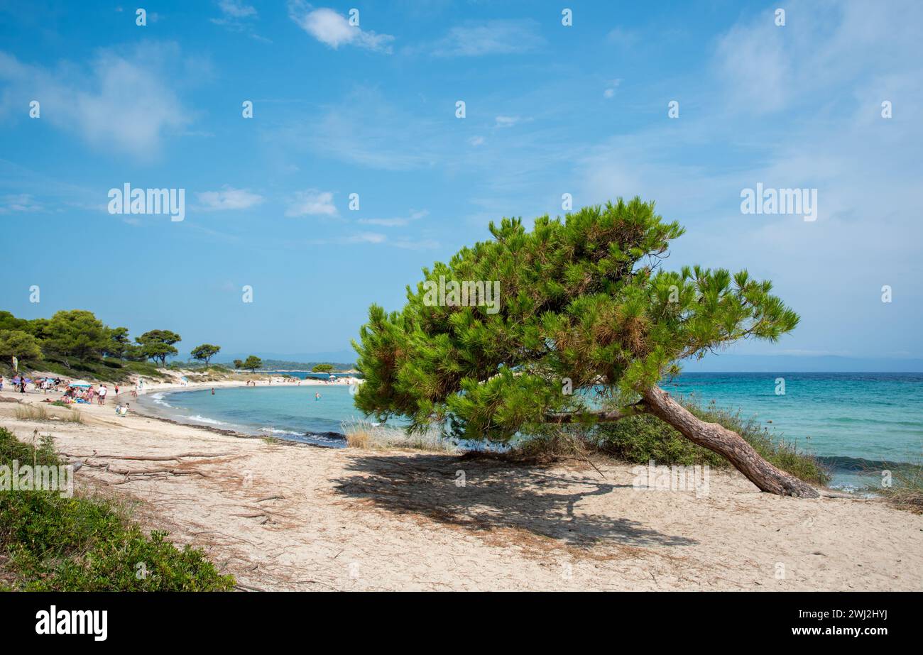 Shoreline pine tree hi-res stock photography and images - Alamy