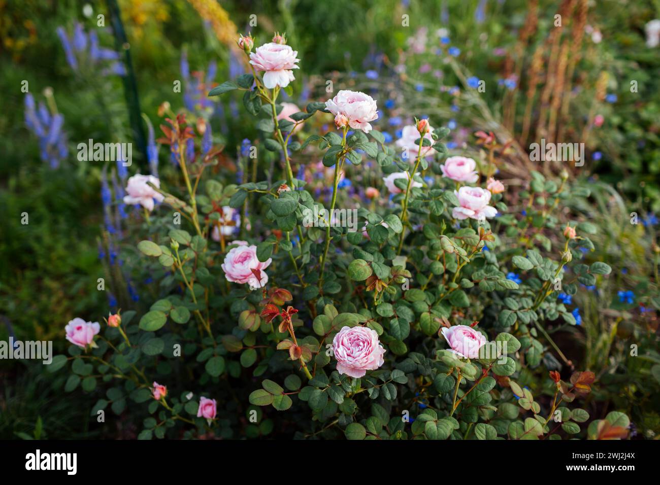 Pink Queen of Sweden rose blooming in summer garden by blue veronica ...