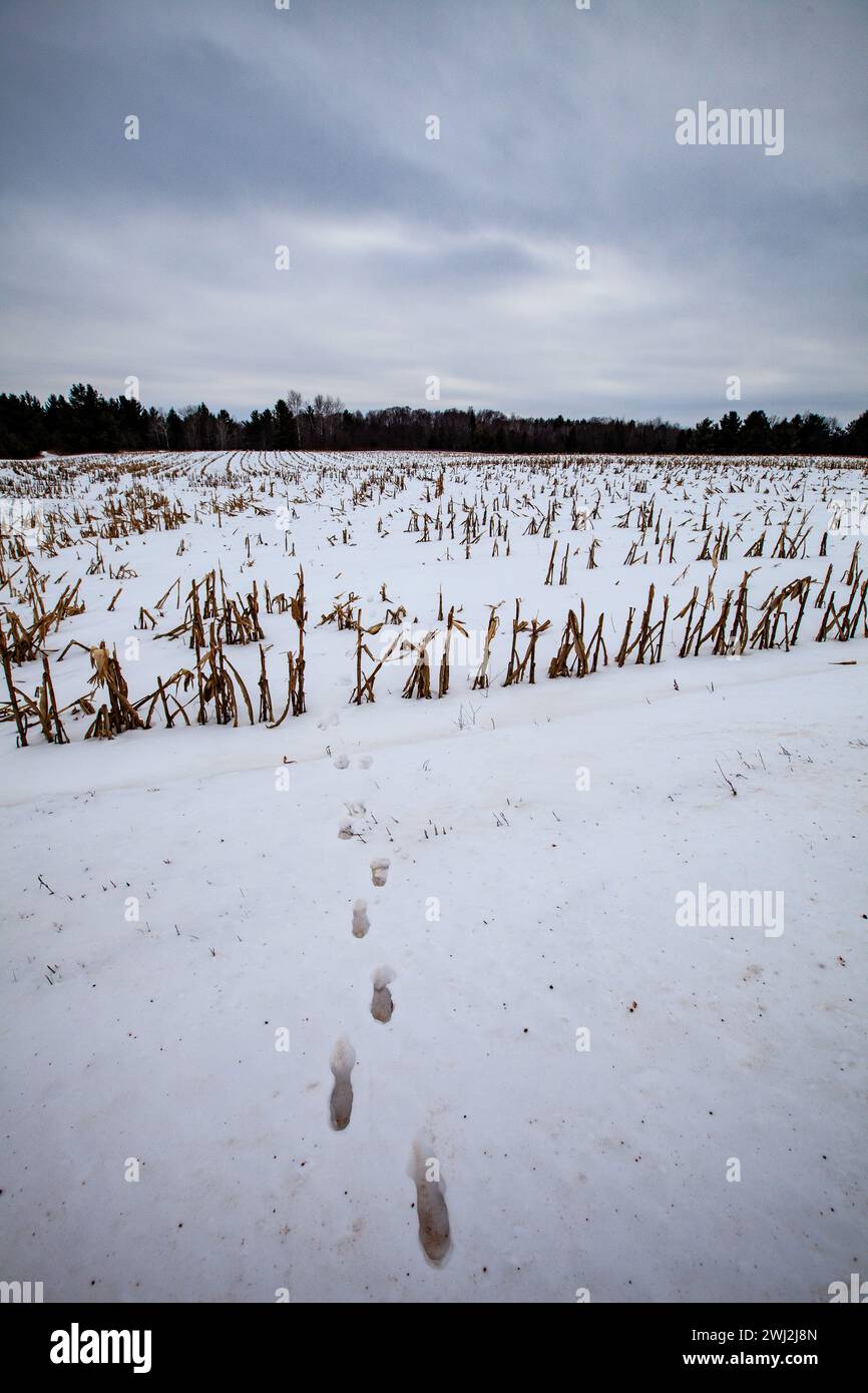 White-tailed deer tracks coming out of a farmers cornfield in wnter ...