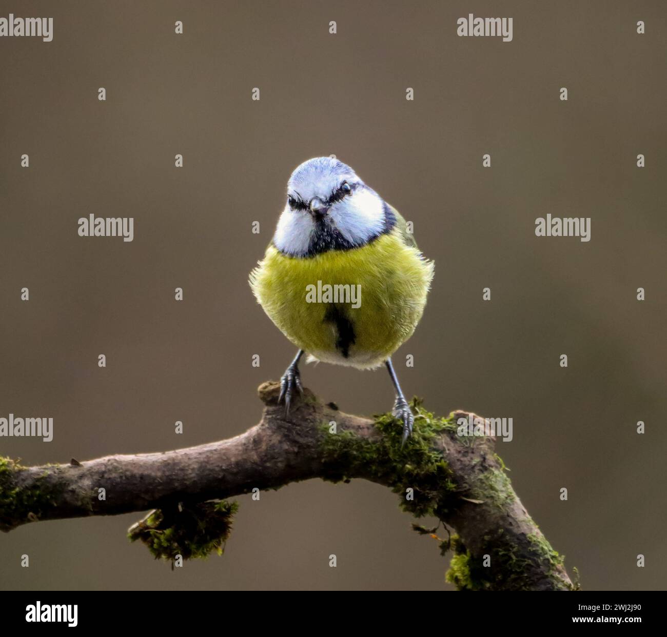 Gracefully fluttering hi-res stock photography and images - Alamy