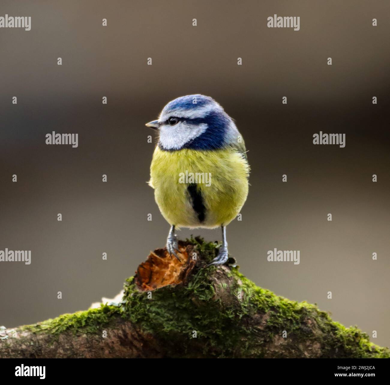 Small bird perched on sunlit tree branch Stock Photo - Alamy
