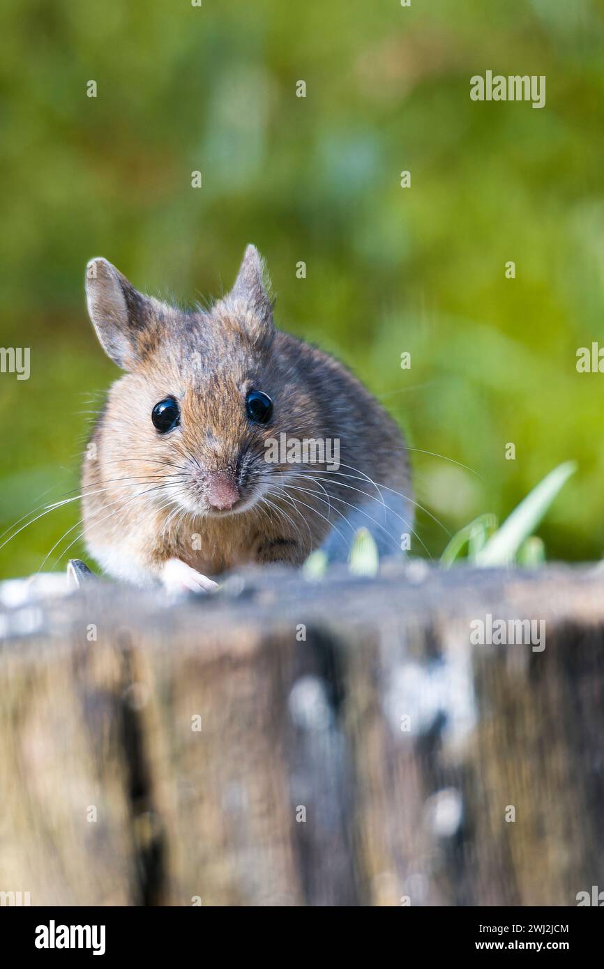 Yellow necked mice hi-res stock photography and images - Alamy
