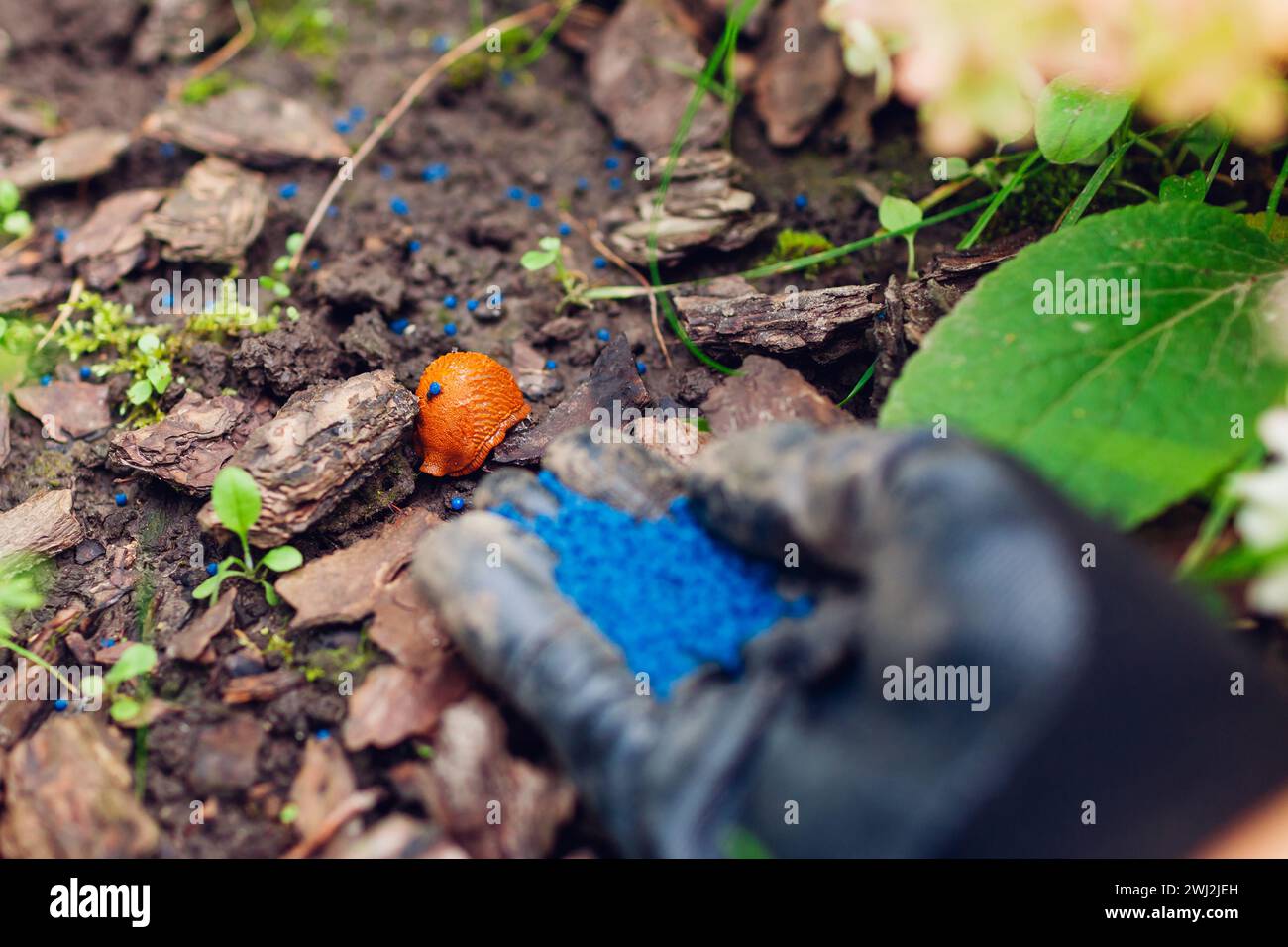 Slug poison hi-res stock photography and images - Alamy
