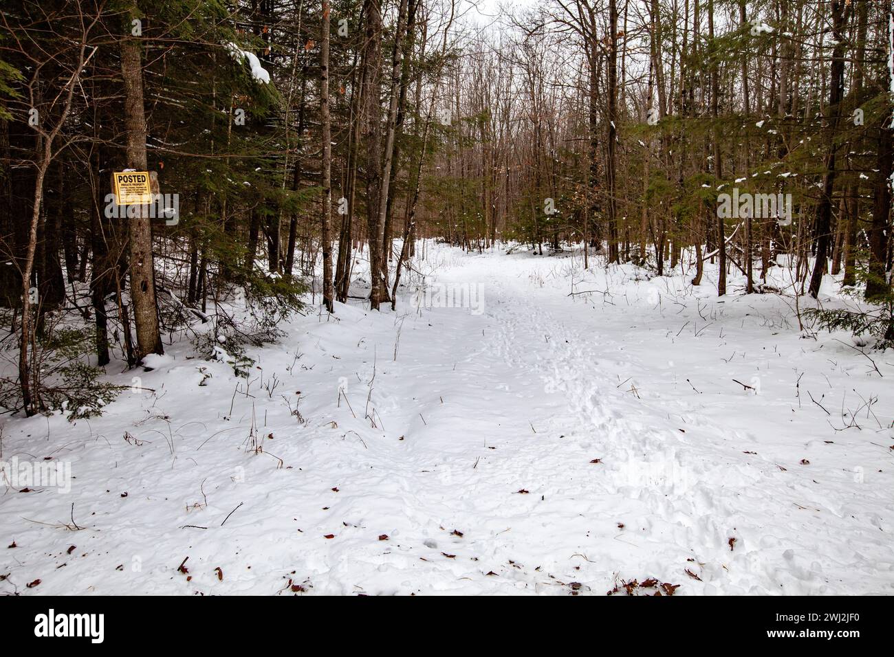 White-tailed deer tracks going in and out of private wooded land with ...