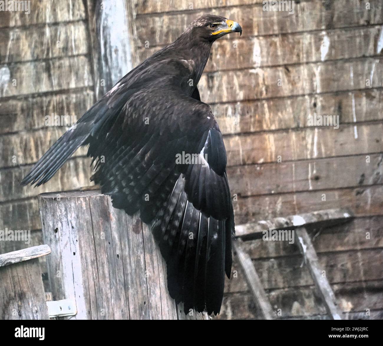 Architecture avifauna bird hi-res stock photography and images - Alamy