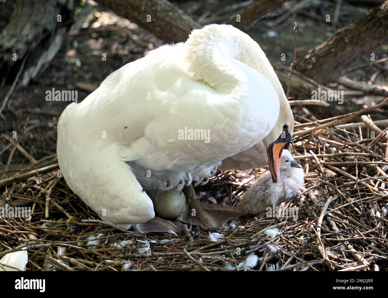 A white bird perched alongside a small creature in a cozy nest Stock ...